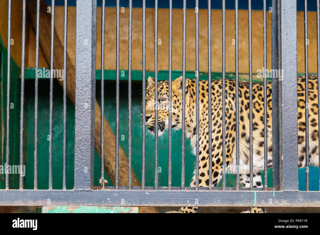 Cheetah cage caged zoo hi-res stock photography and images - Alamy