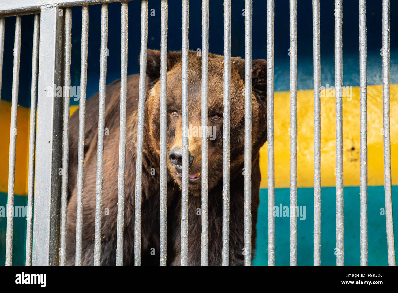 Bear in captivity in a zoo behind bars. Power and aggression in the ...