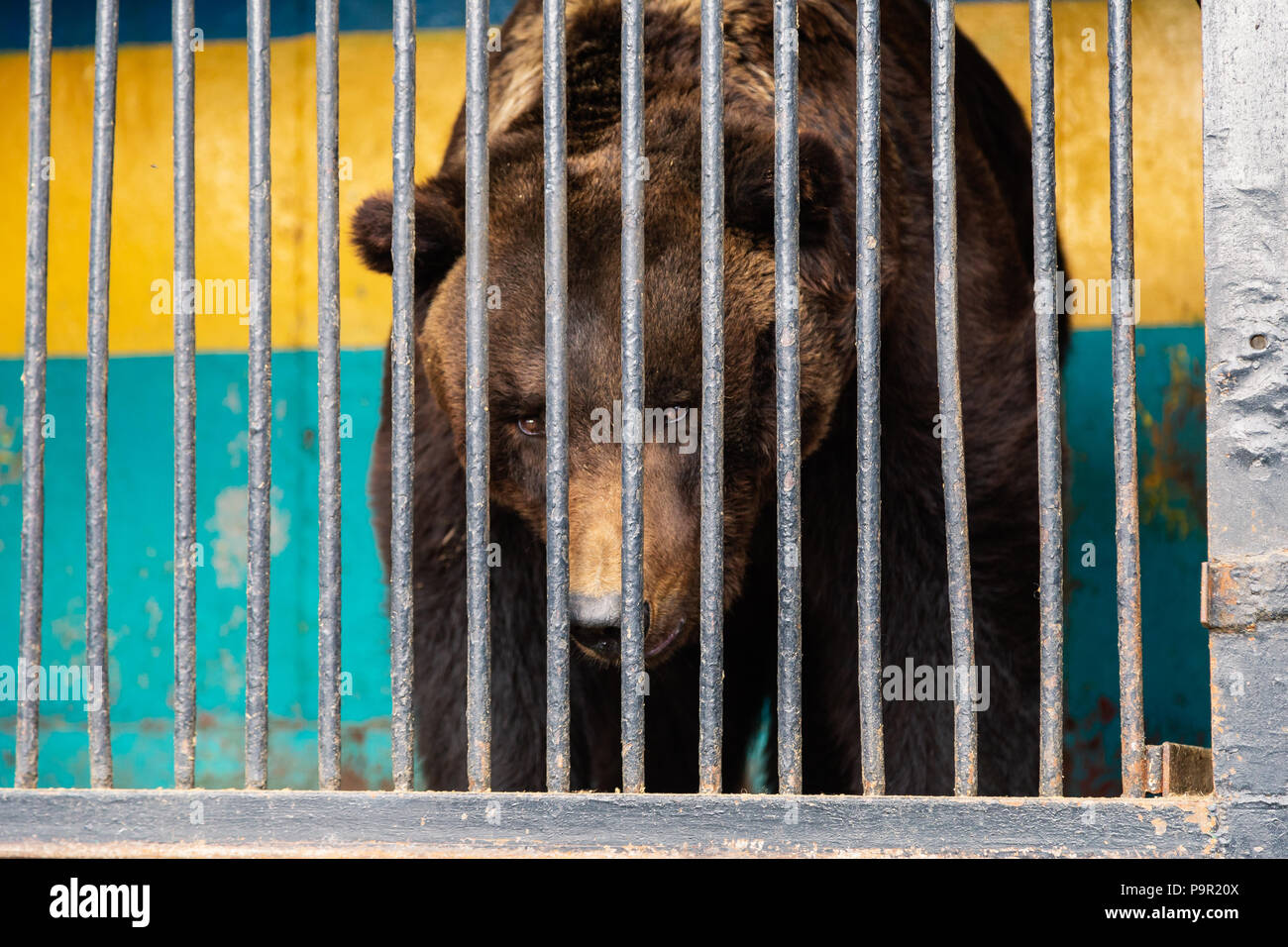 Bear in captivity in a zoo behind bars. Power and aggression in the ...