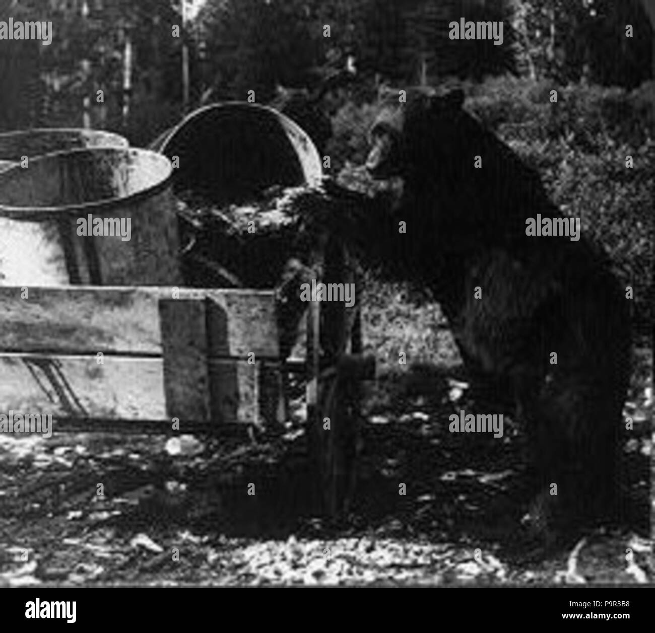 191 Bear yellowstone garbage cropped Stock Photo - Alamy