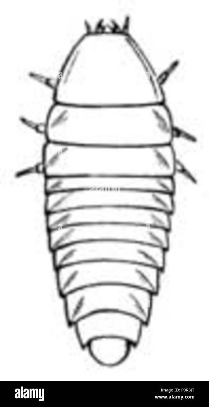 Larvae research Cut Out Stock Images & Pictures - Alamy