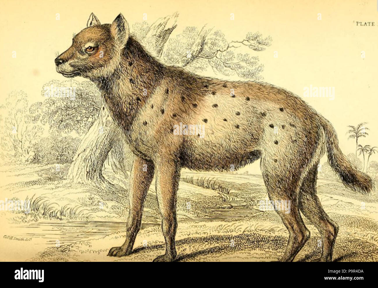 Hyena species hi-res stock photography and images - Alamy