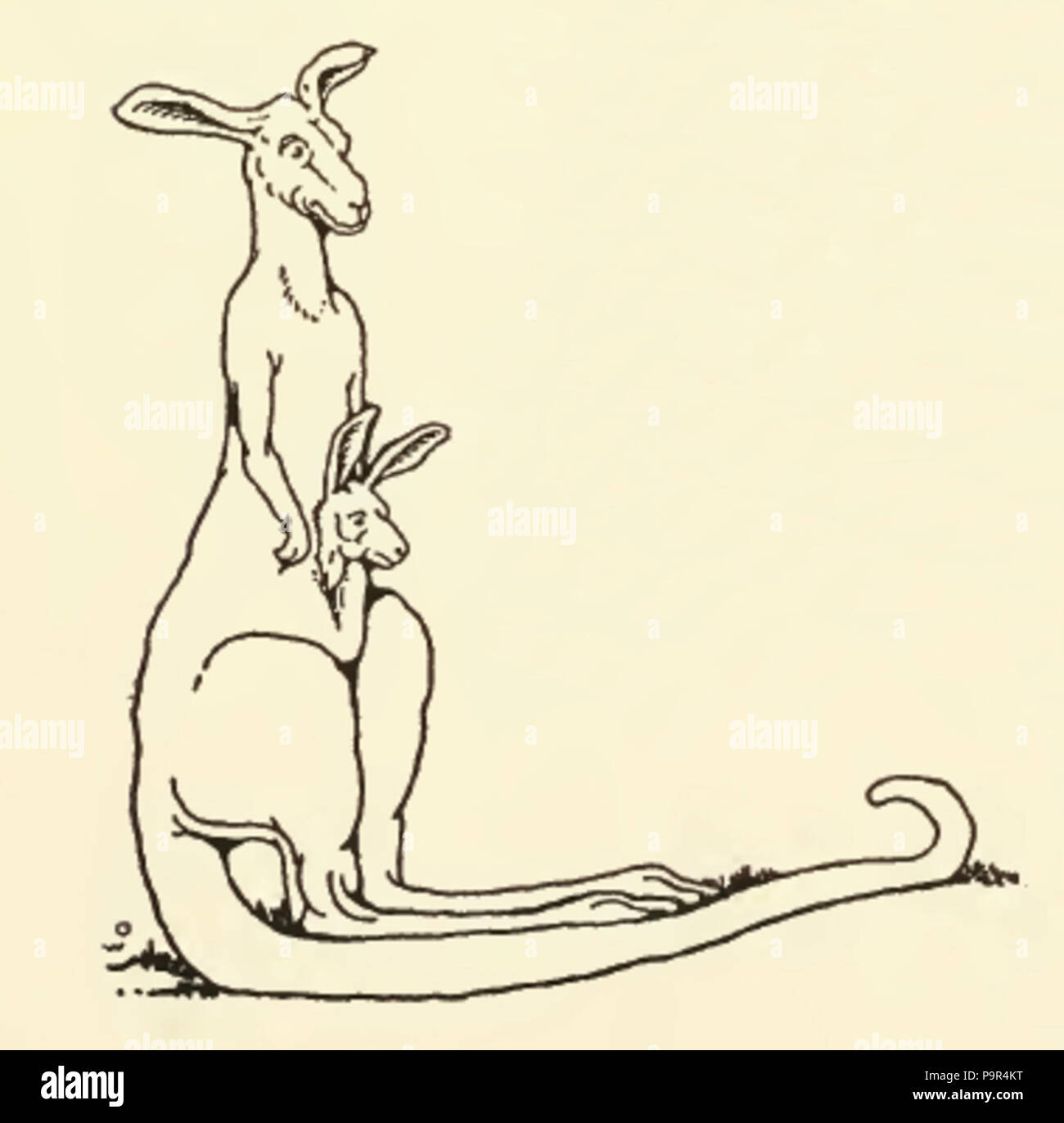 Kangaroo development hi-res stock photography and images - Alamy