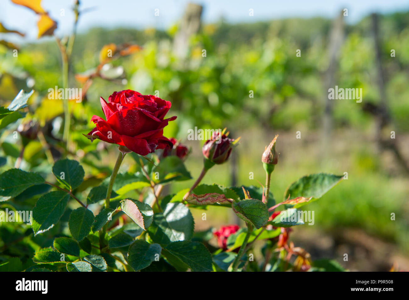 Rose growing in vineyard hi-res stock photography and images - Alamy
