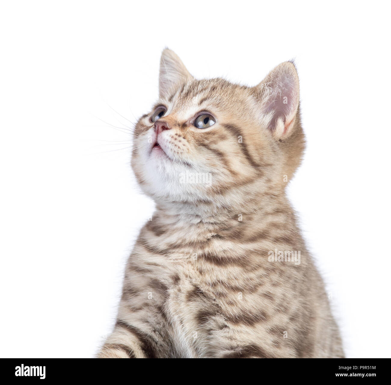 cat looking up isolated Stock Photo - Alamy