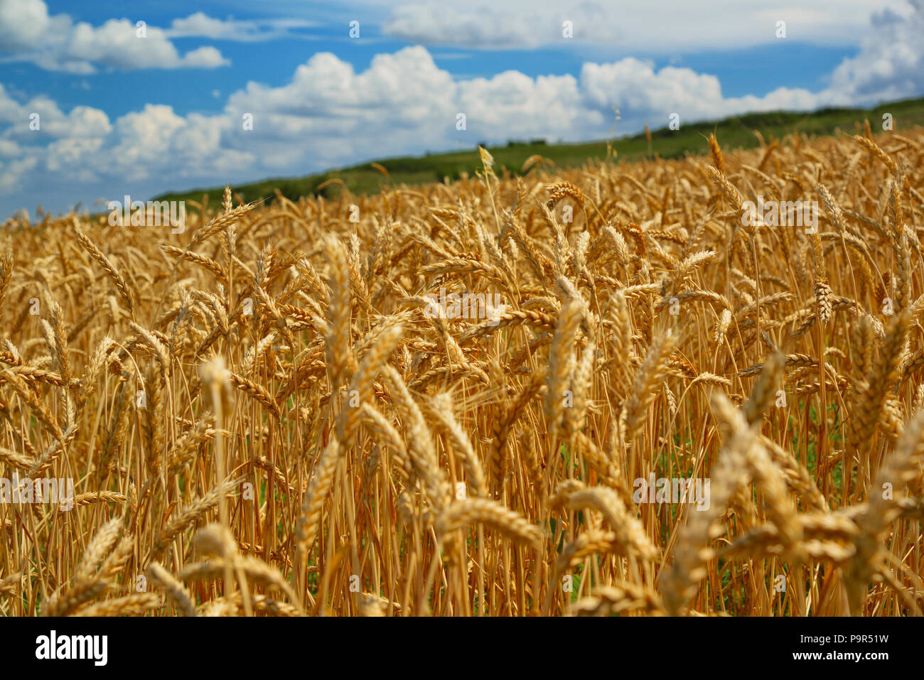 wheat field, summer, sky, production of natural products Stock Photo ...
