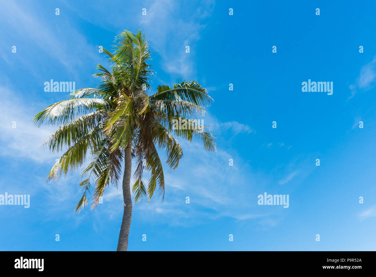Coconut tree on blue sky and cloud background. Coconut tree left of ...