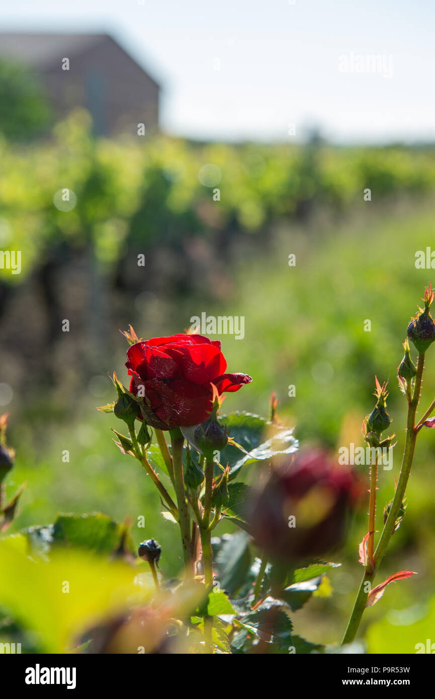 Vineyard flowers bordeaux hi-res stock photography and images - Alamy