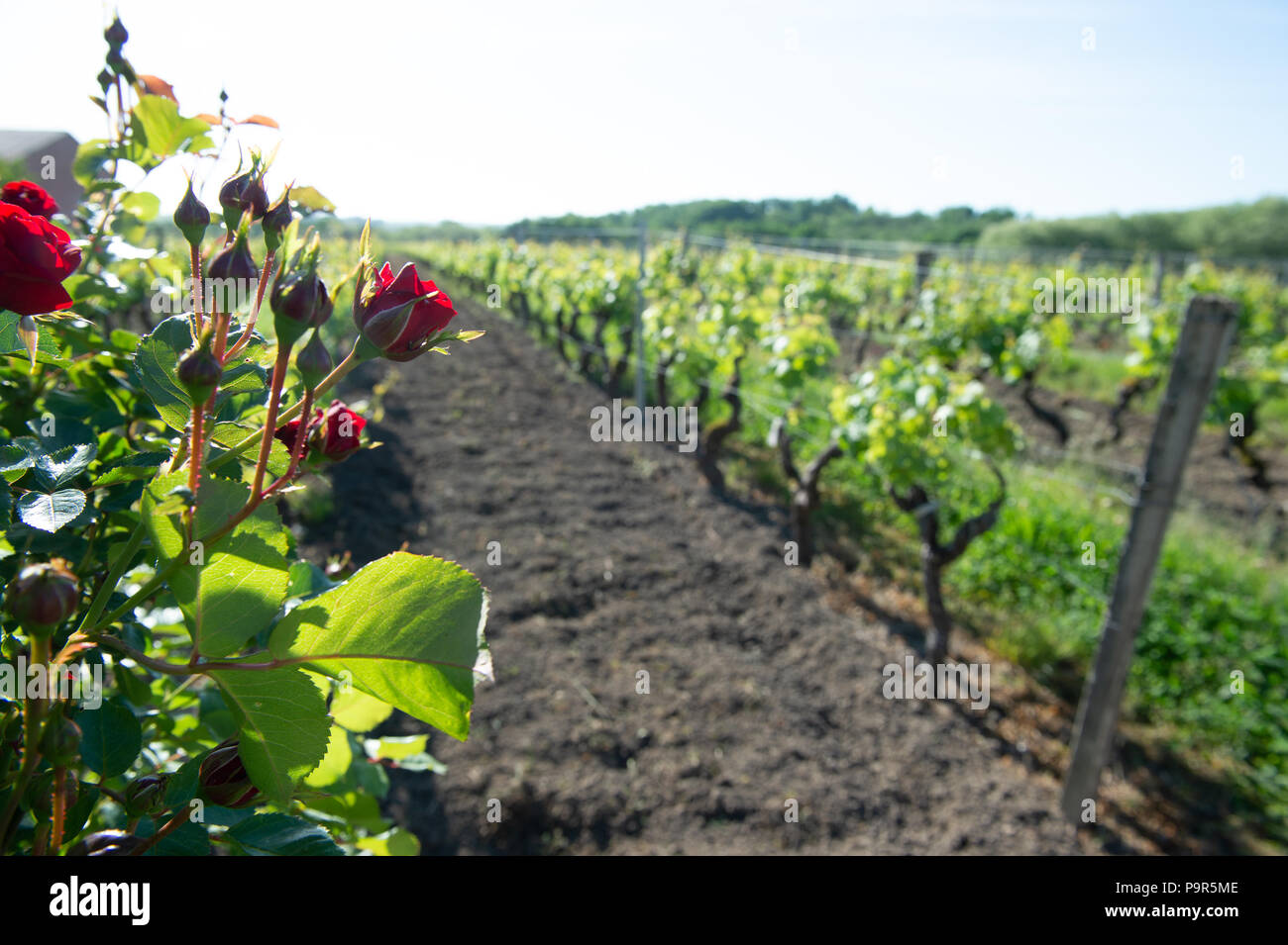 Rose growing in vineyard hi-res stock photography and images - Alamy