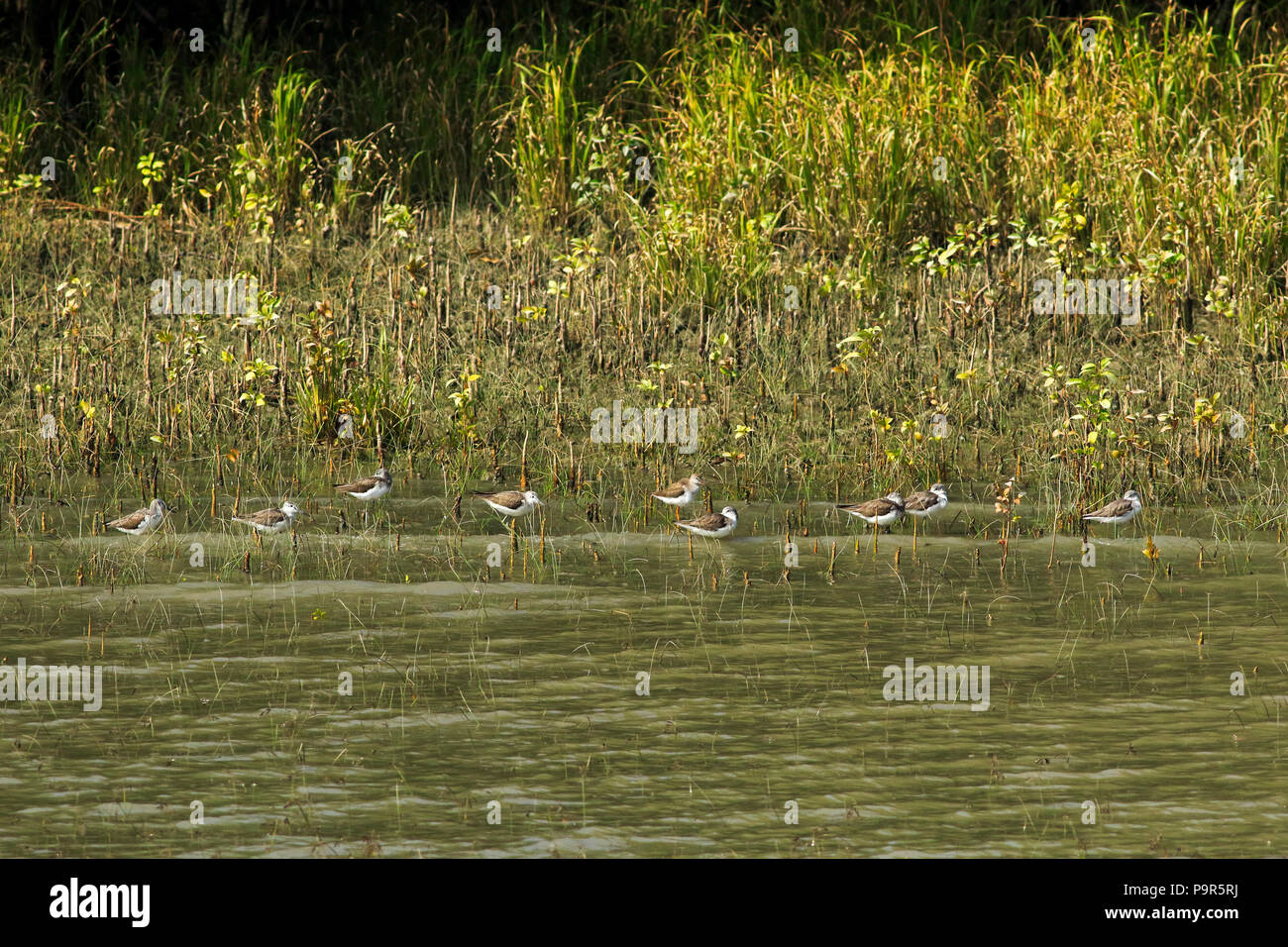 Common Sandpipers (Actitis hypoleucos) in the Sundarbans, a UNESCO ...