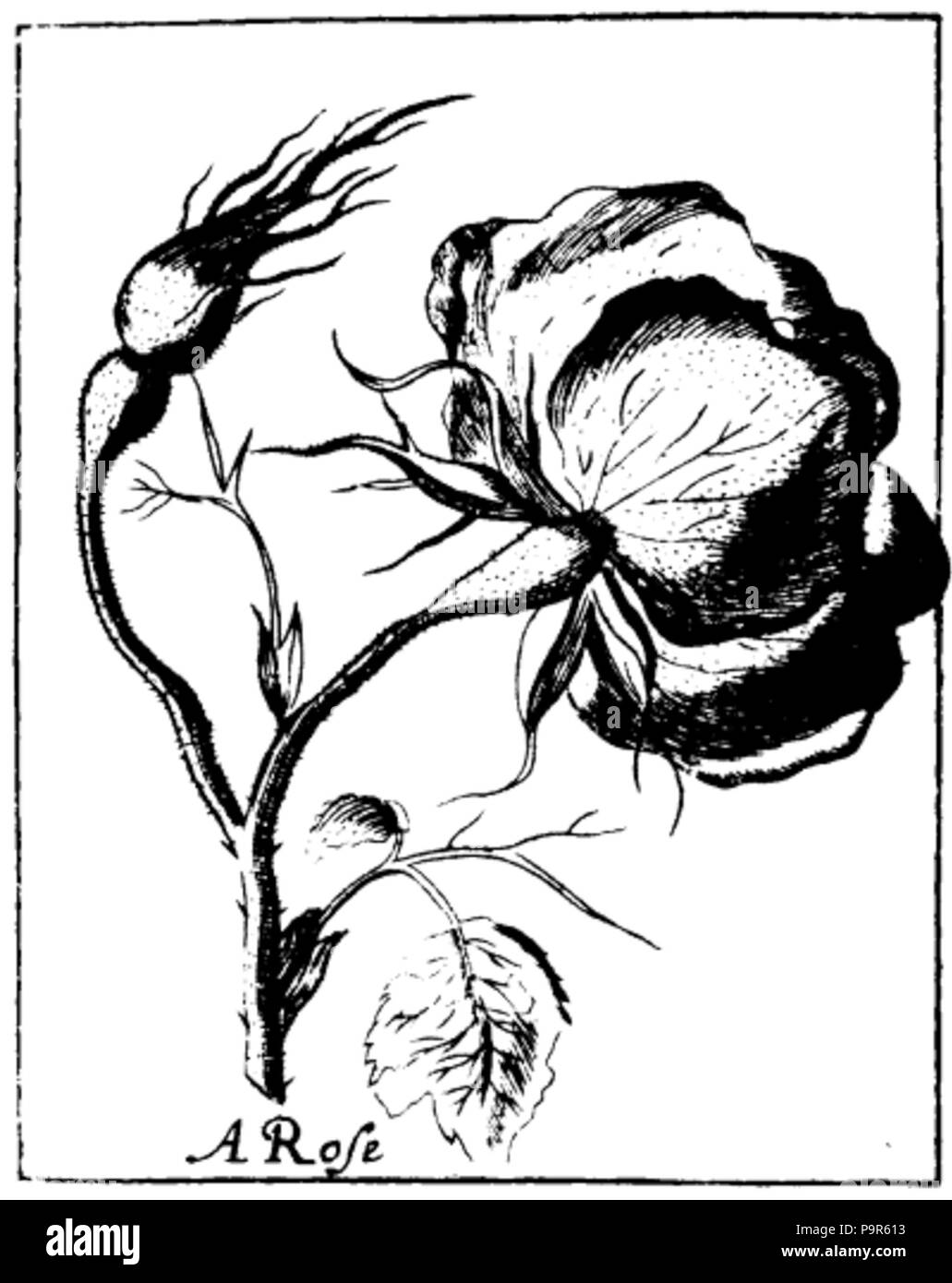 Minimalist floral artwork Black and White Stock Photos & Images - Alamy