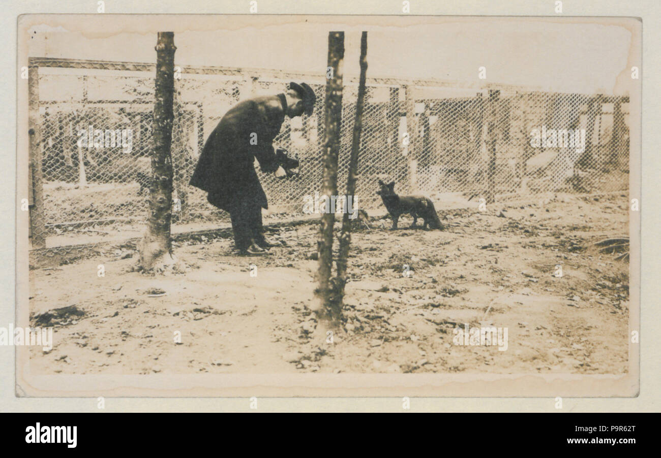 209 Black fox owned by Spring Park Black Fox Company (HS85-10-26174 ...