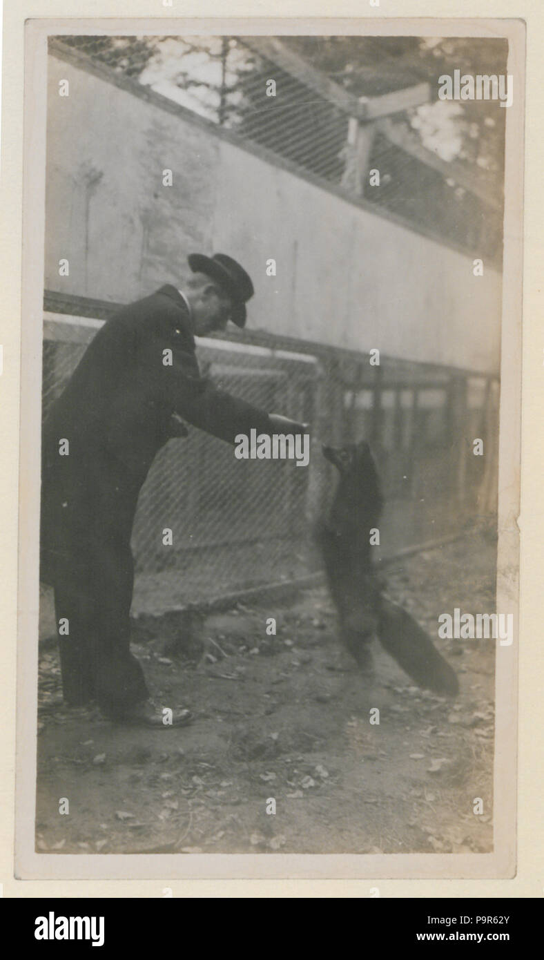 209 Black foxes owned by Spring Park Black Fox Company, Limited Photo B ...