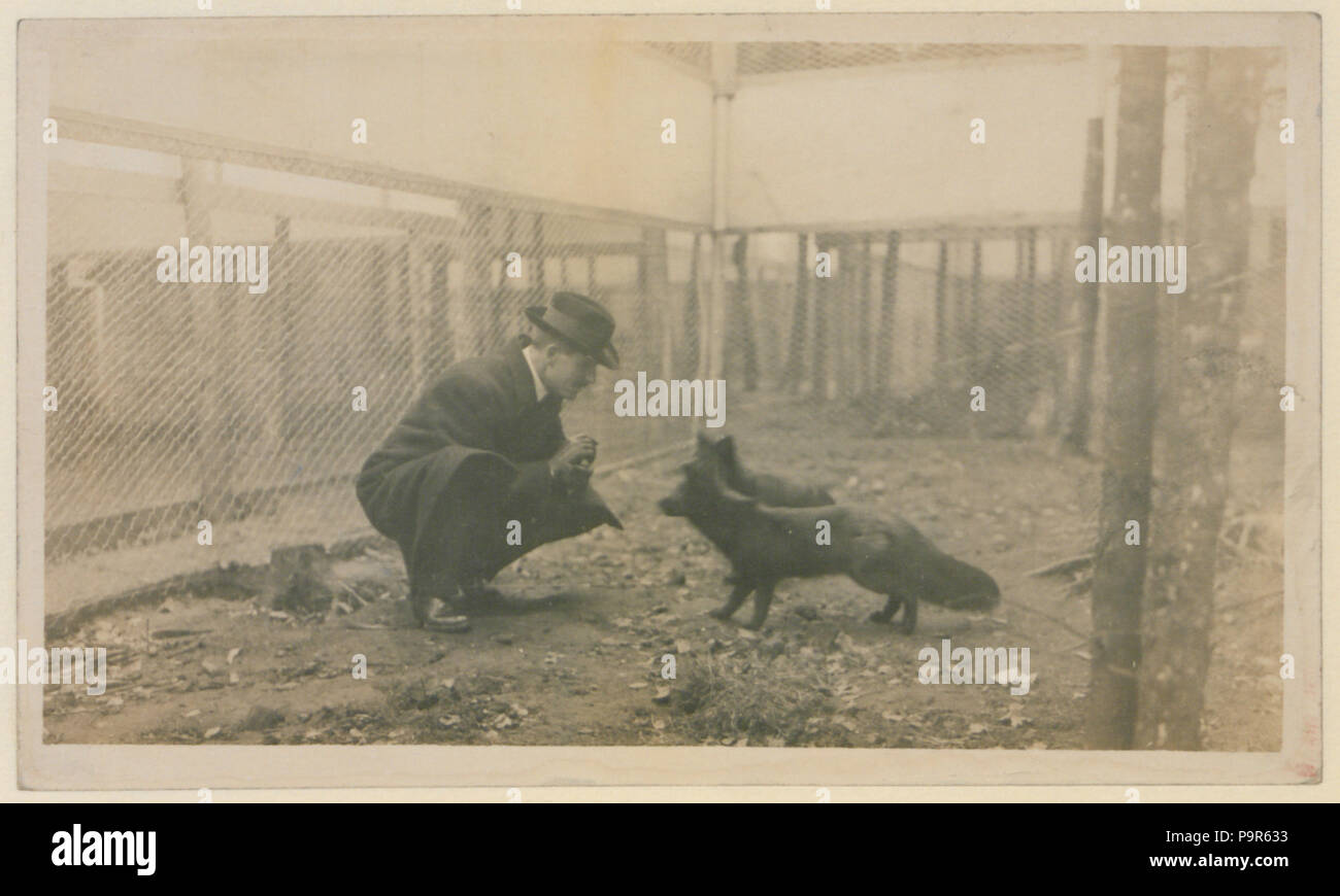 209 Black foxes owned by Spring Park Black Fox Company, Limited Photo F ...