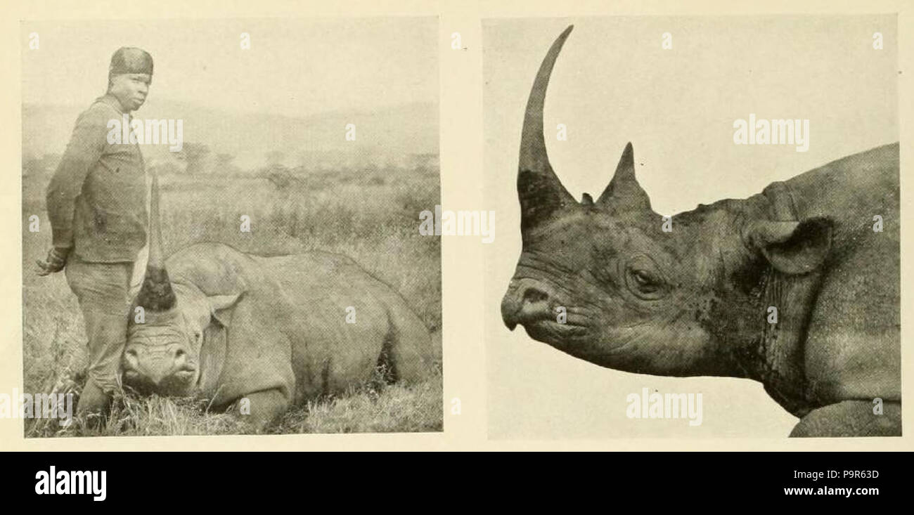 209 Black or Hook-lipped Rhinoceros Stock Photo - Alamy