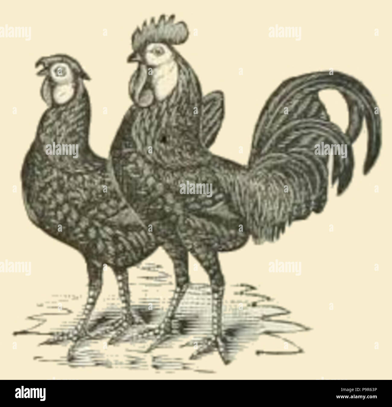 Black spanish hi-res stock photography and images - Alamy