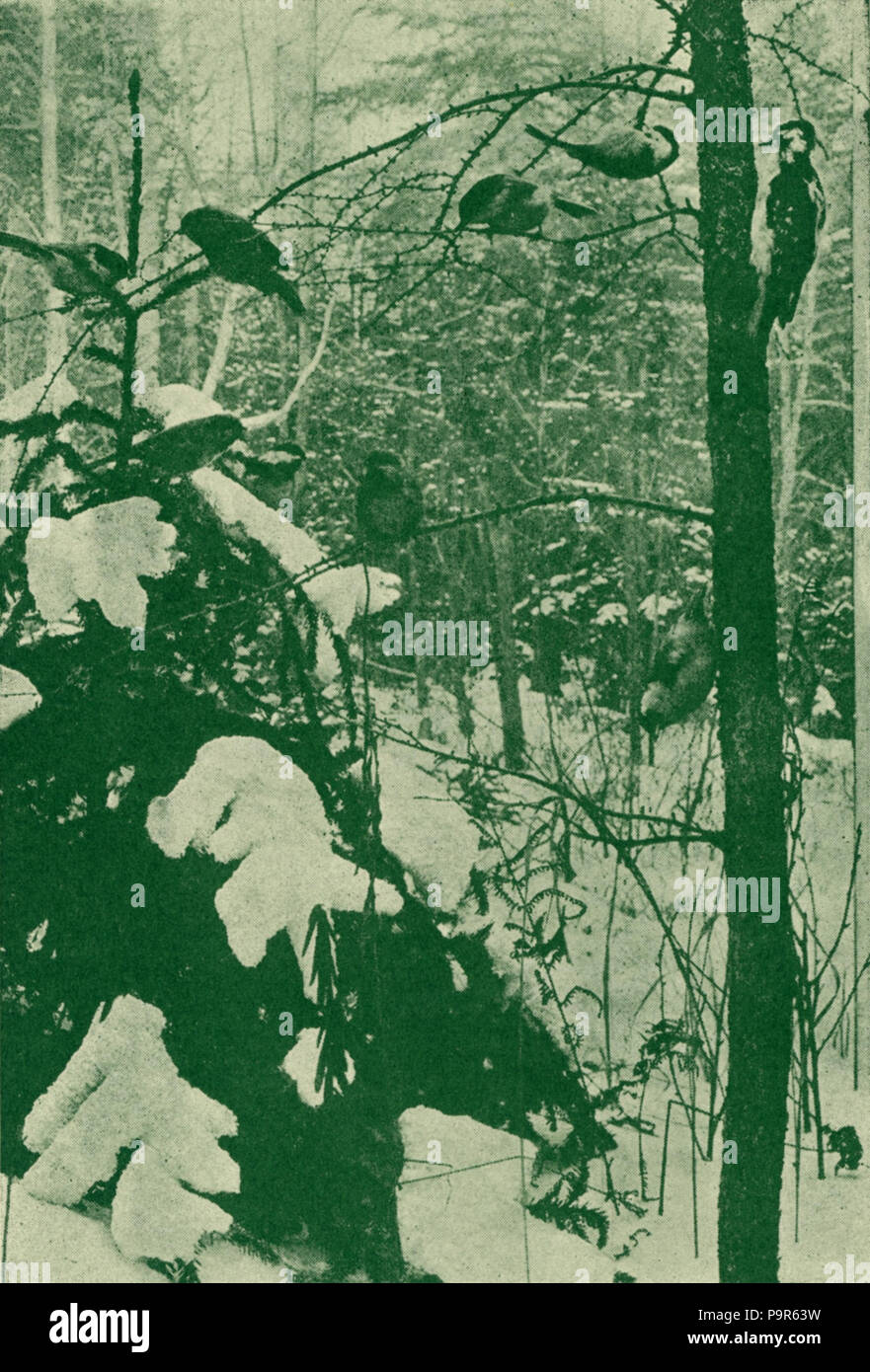 209 Black-capped and Hudsonian Chickadees, Downy Woodpecker, and White ...