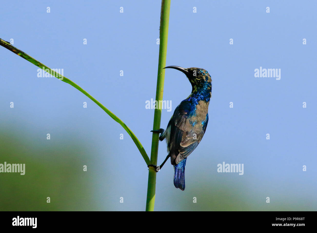 Purple-throated Sunbird locally called Begunigola Moutushi at the ...