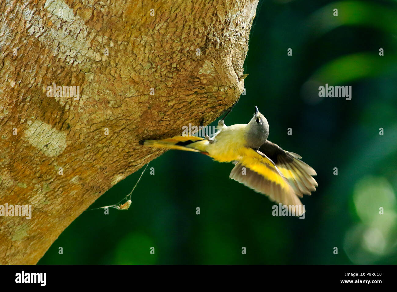 Small minivet (Pericrocotus cinnamomeus) in Sundarbans, Bangladesh ...