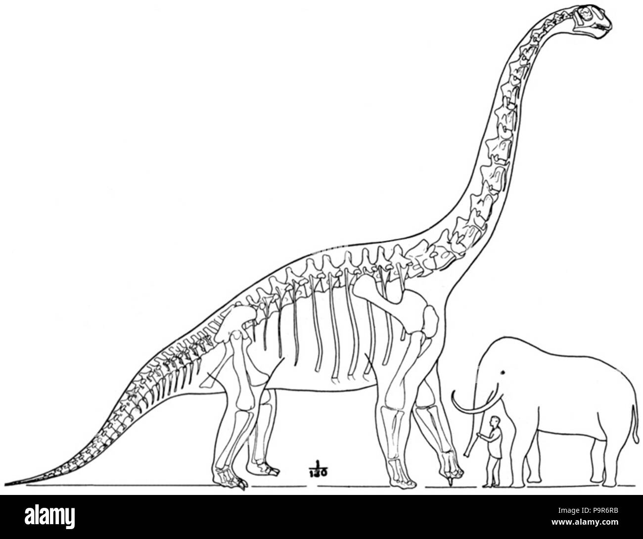 Brachiosaurus Black and White Stock Photos & Images - Alamy