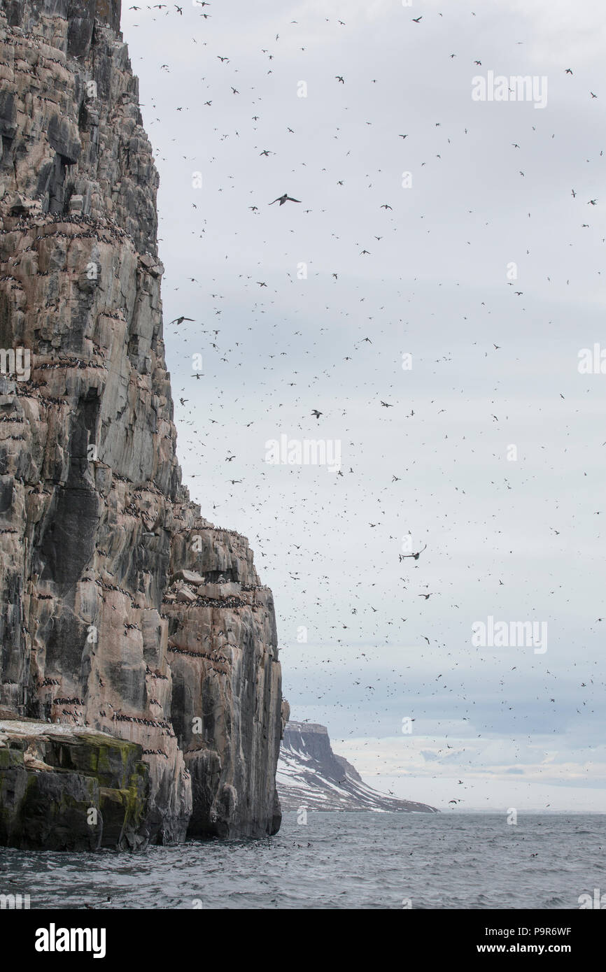 Cliff nesting birds hi-res stock photography and images - Alamy