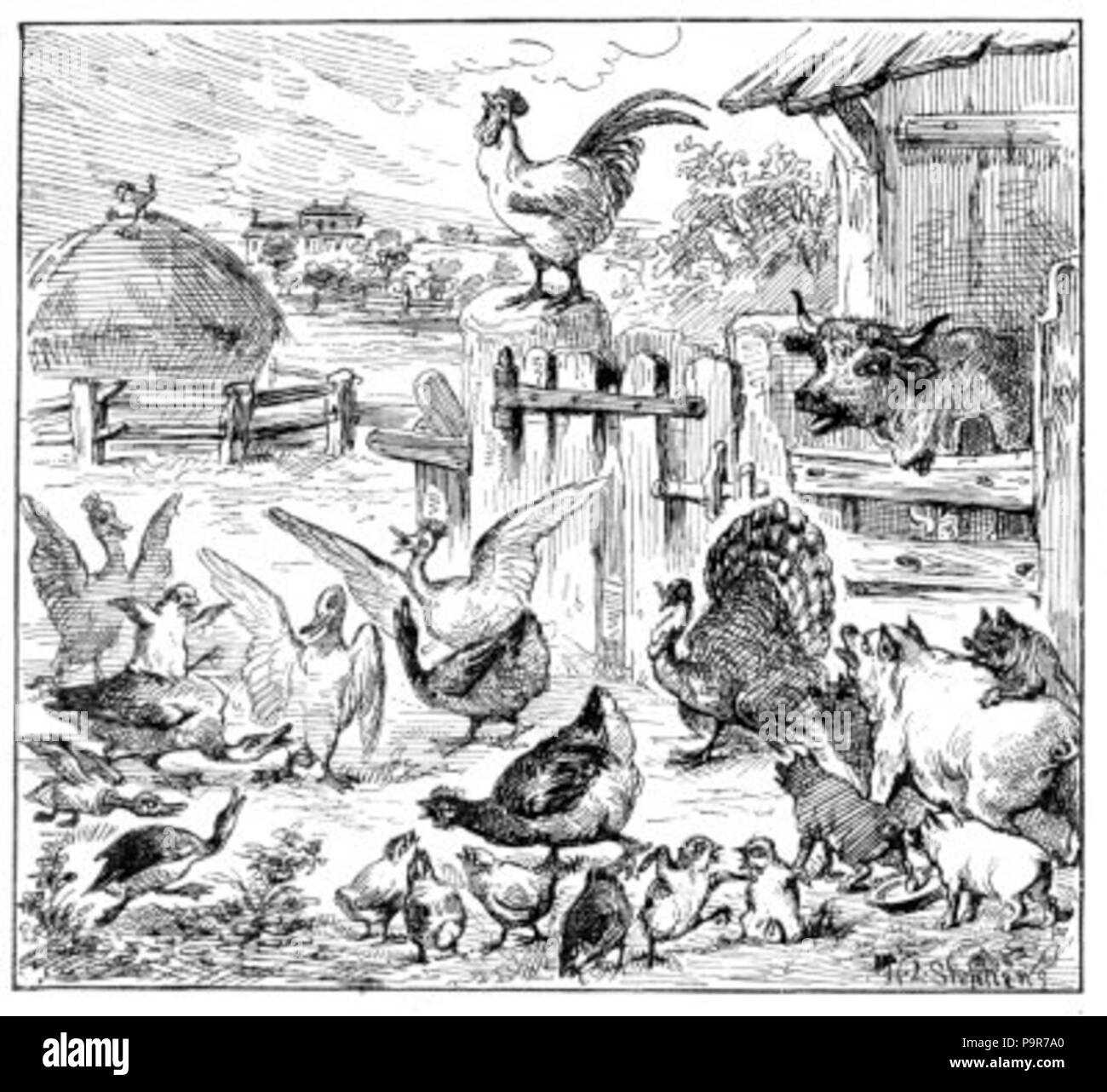 260 Busy Barnyard Stock Photo - Alamy