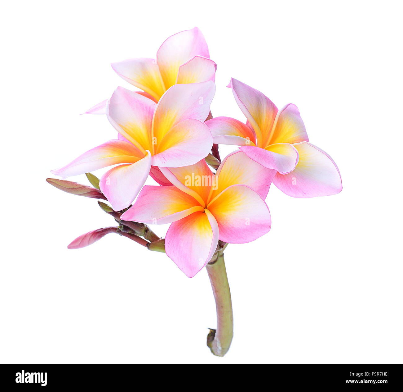 Frangipani flower isolated on white Stock Photo - Alamy