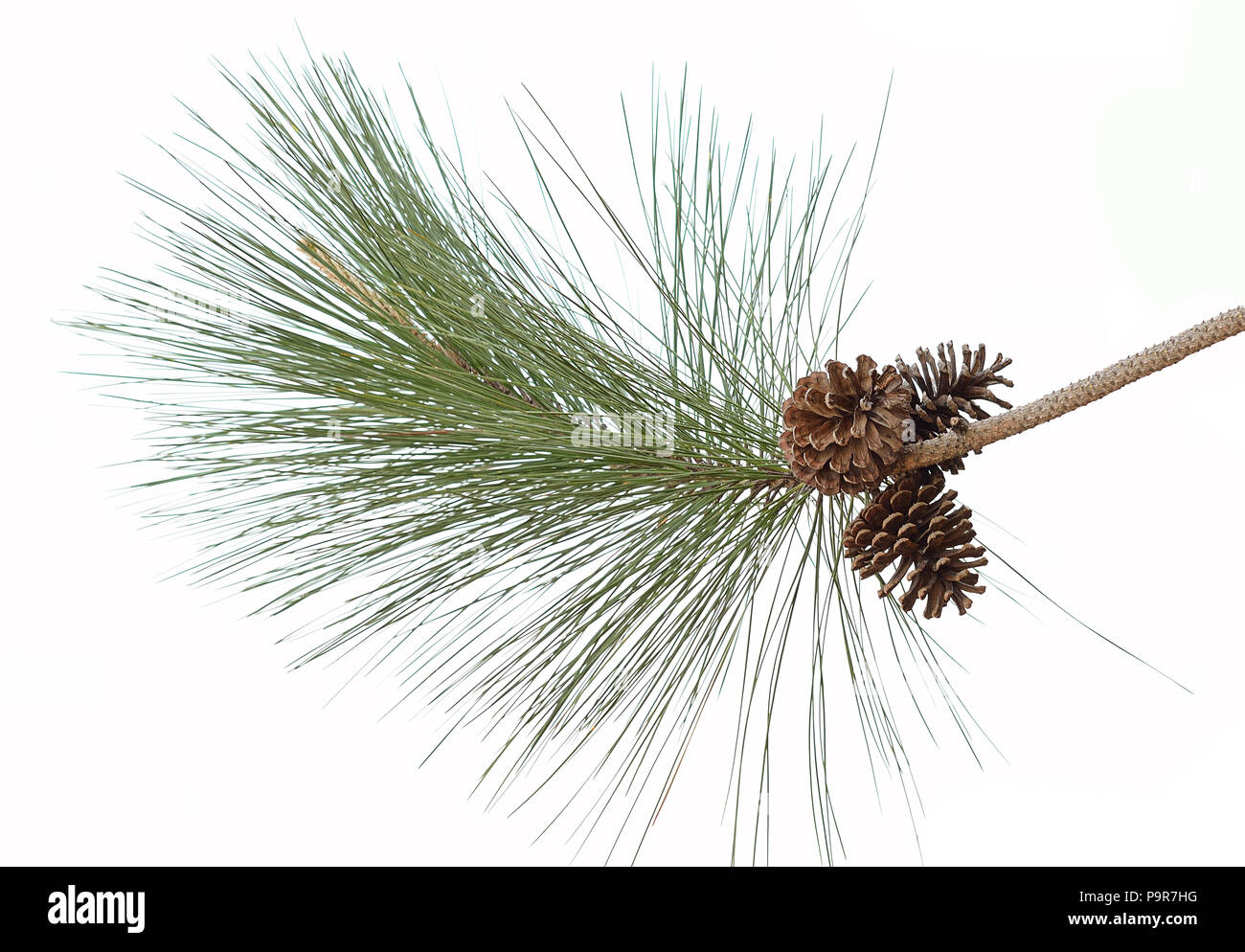 Big set of cones various coniferous trees isolated on white Stock Photo ...