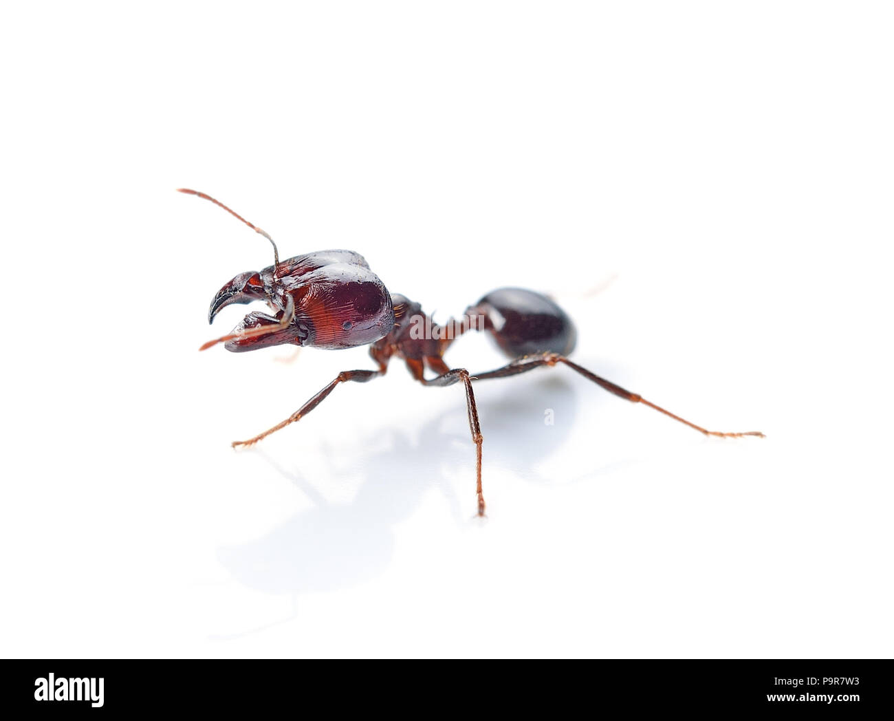 black ant isolated on white background Stock Photo - Alamy