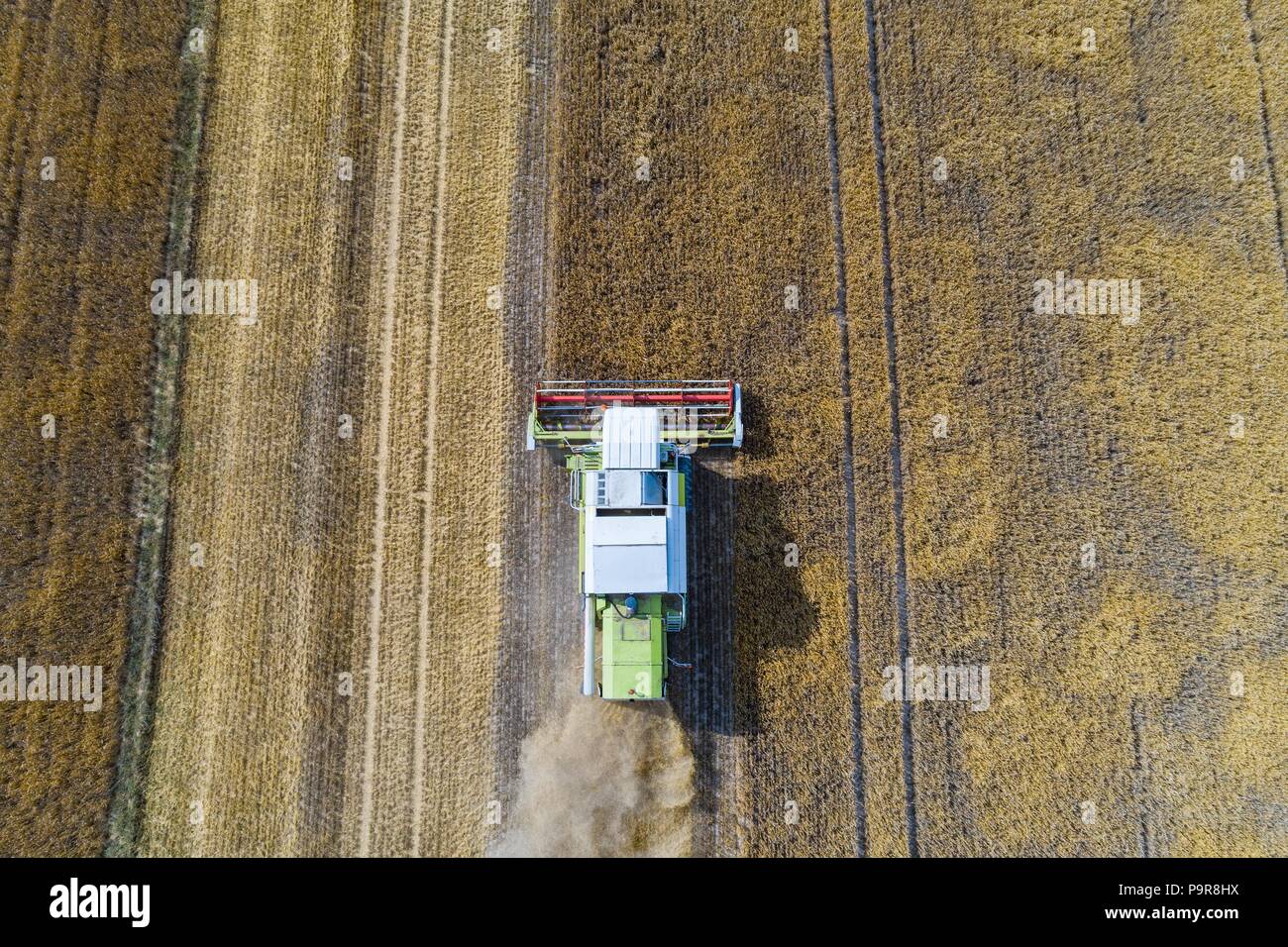 Aerial drone view of harvester combine working on field. Summer harvest ...
