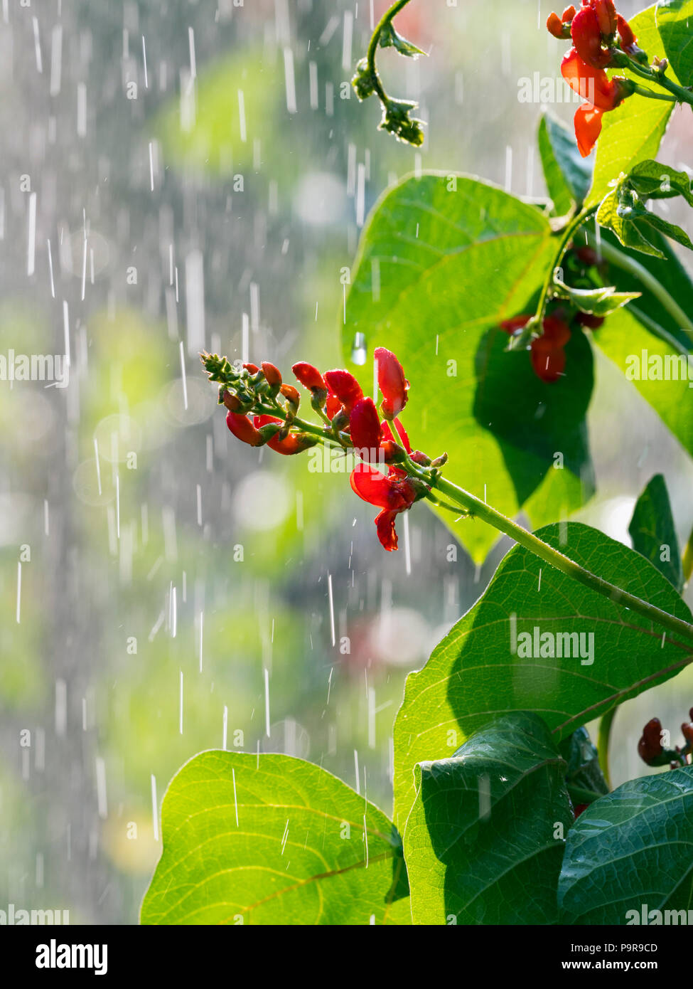 Scarlet emperor flower hi-res stock photography and images - Alamy