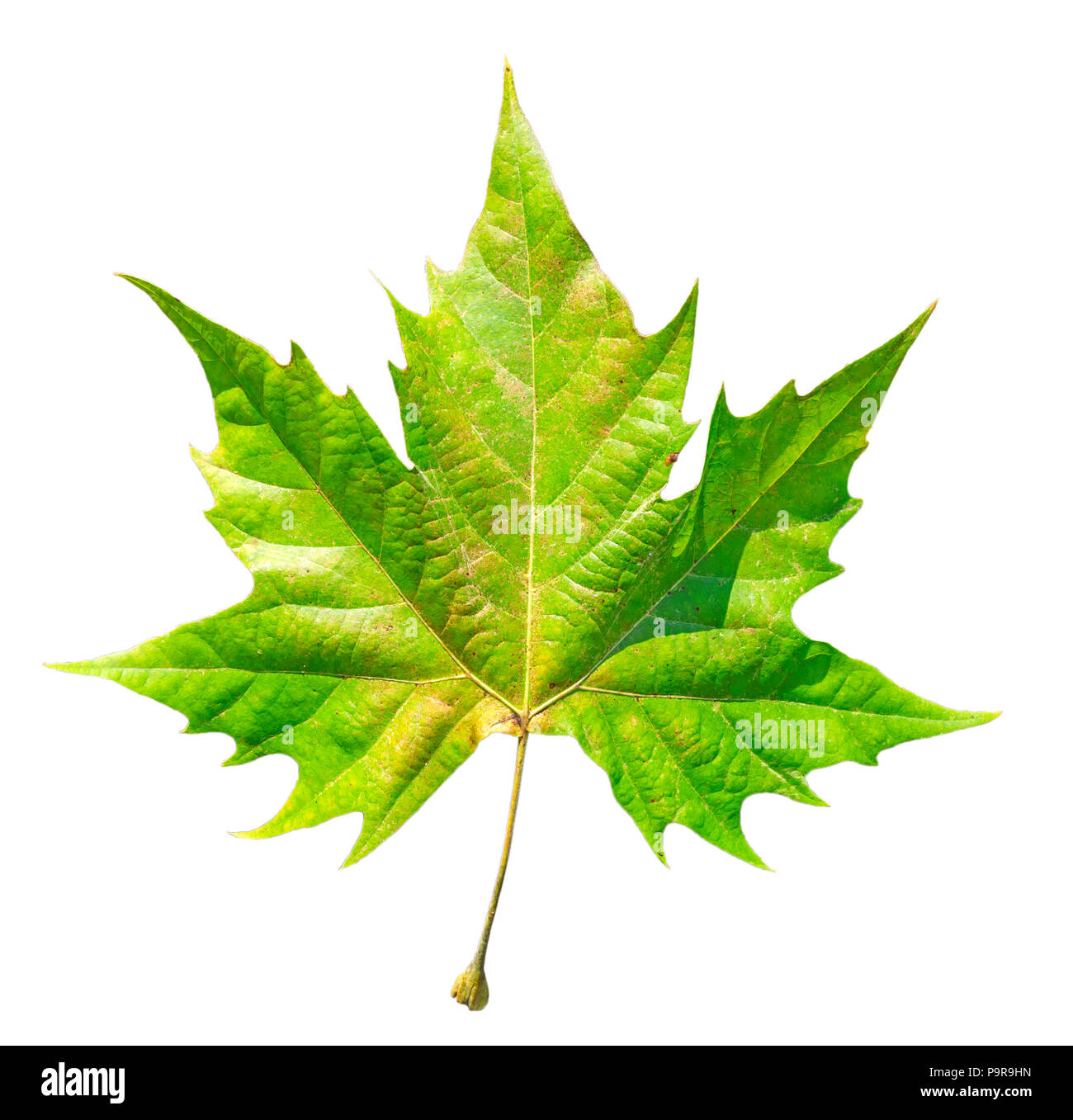 Colorful autumn maple leaf isolated Stock Photo - Alamy