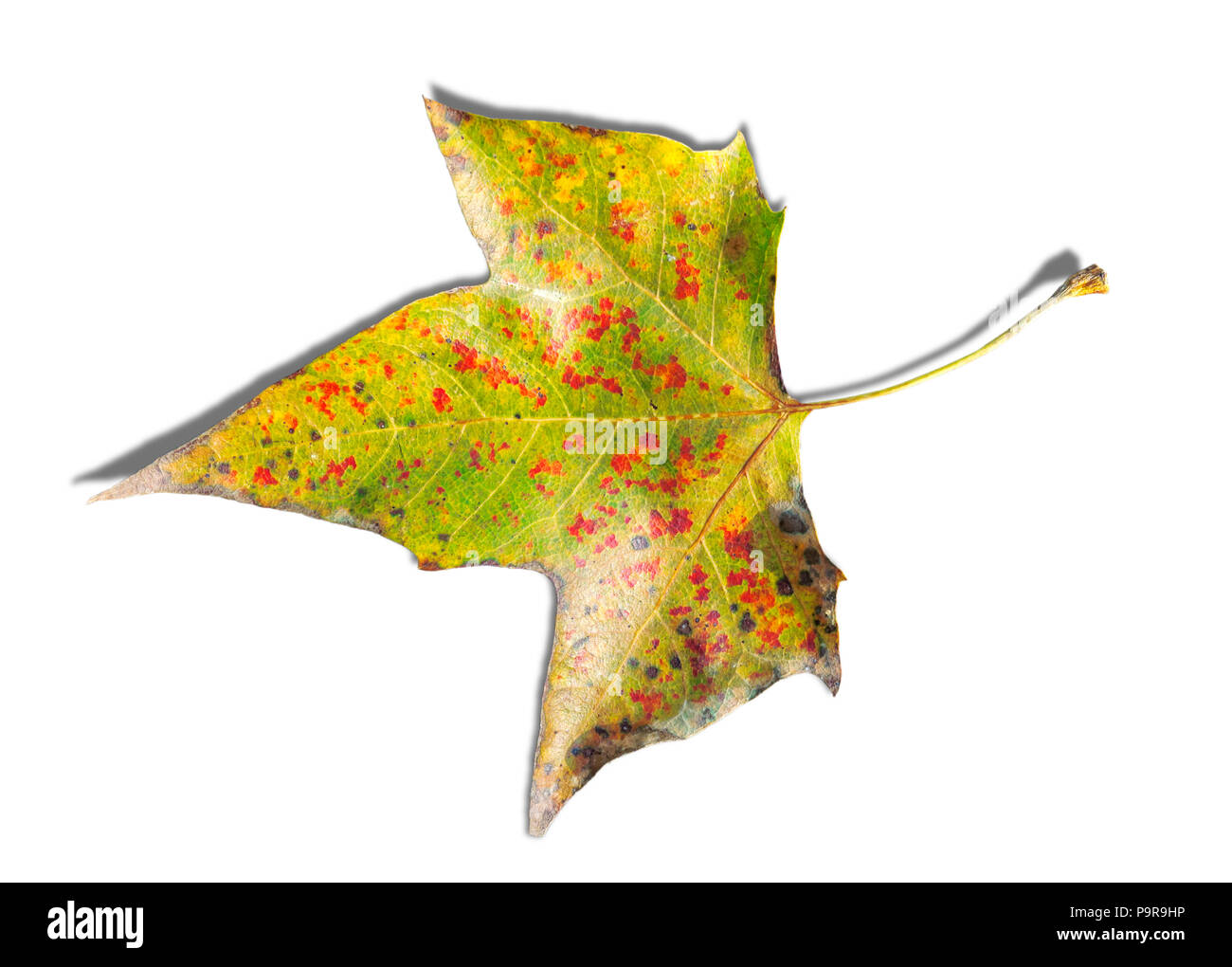 Colorful autumn maple leaf isolated Stock Photo - Alamy