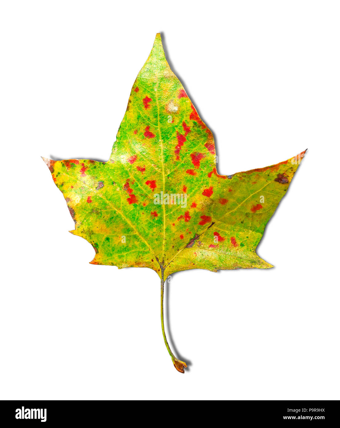 Colorful autumn maple leaf isolated Stock Photo - Alamy