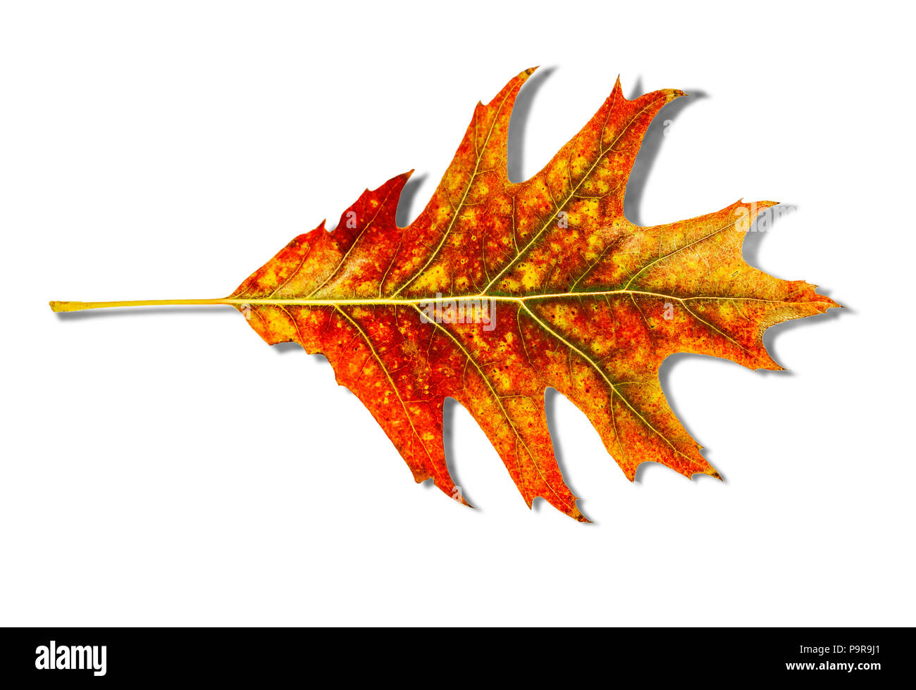 Colorful autumn maple leaf isolated Stock Photo - Alamy