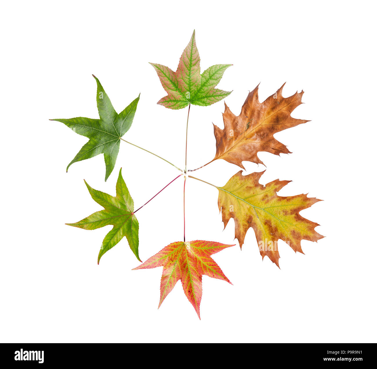 Five colored leaf isolated Stock Photo - Alamy