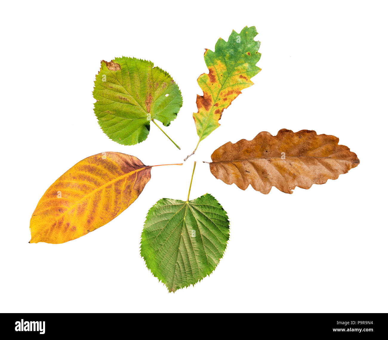 Five leafs hi-res stock photography and images - Alamy