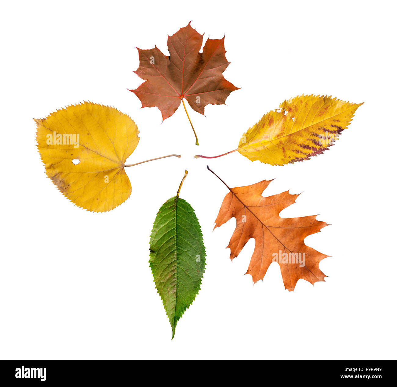 Five colored leaf isolated Stock Photo - Alamy