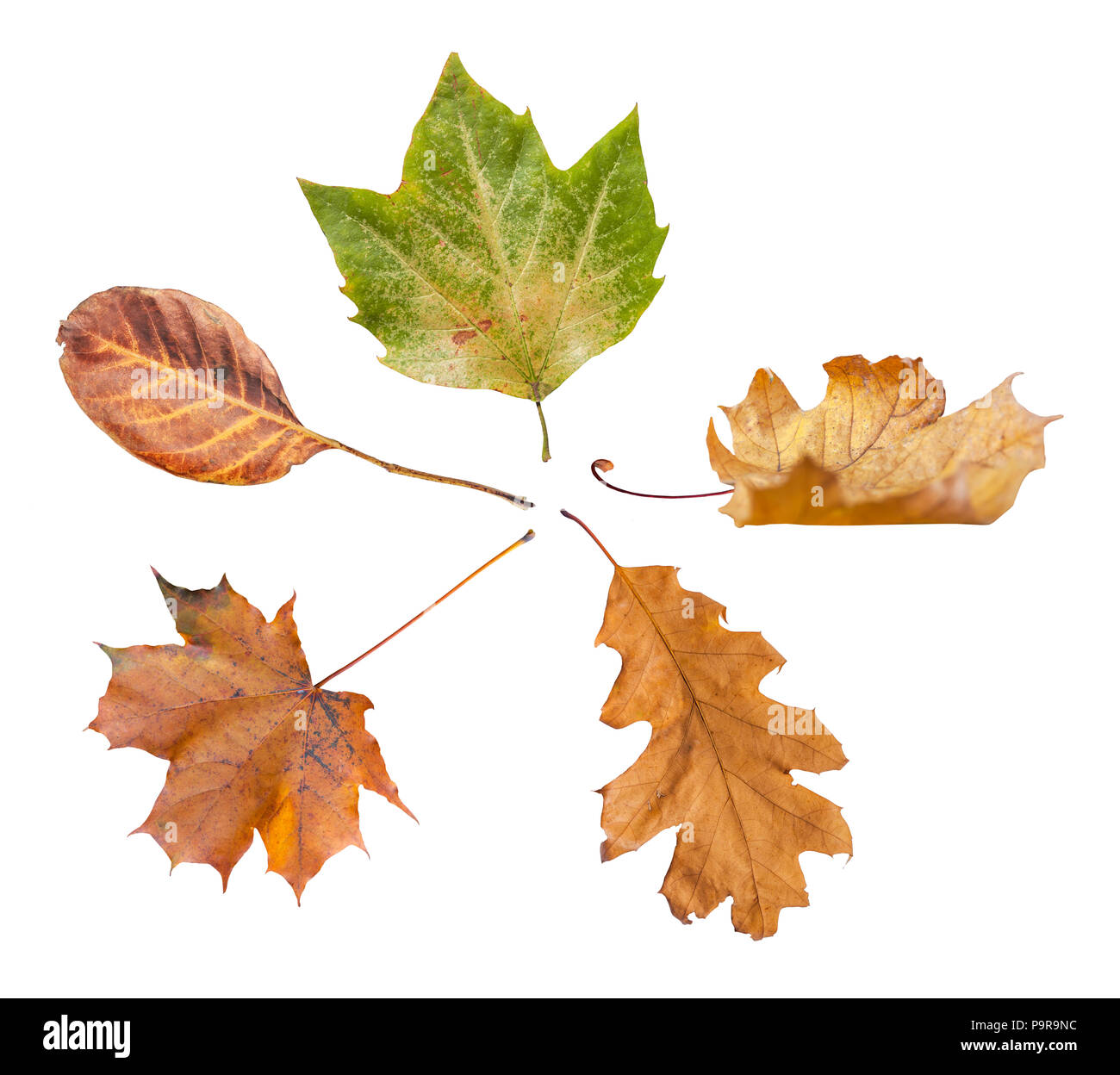 Five colored leaf isolated Stock Photo - Alamy
