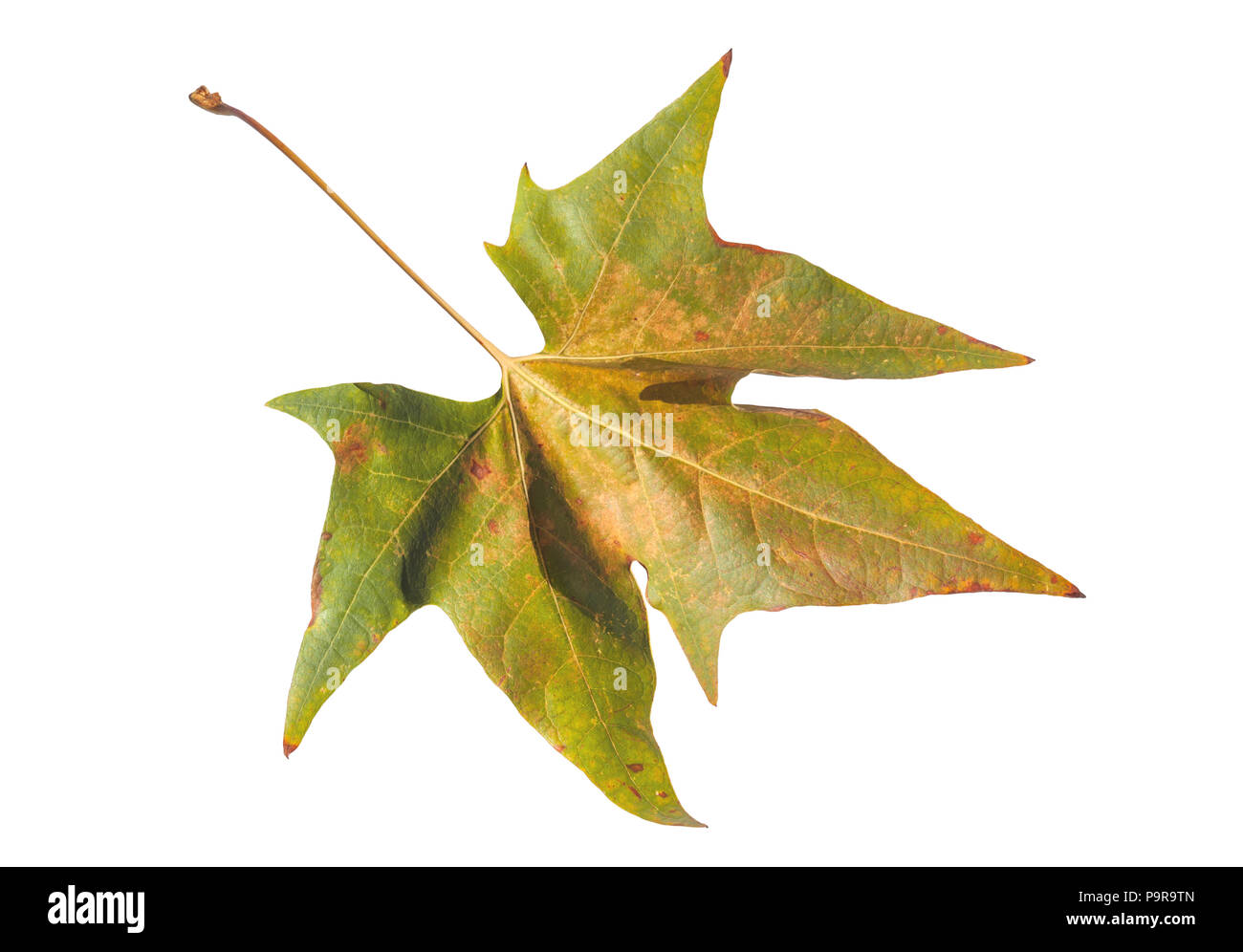 Green autumn fallen leaf from tree isolated on white Stock Photo - Alamy