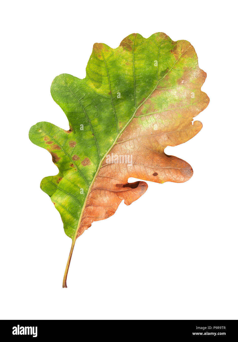 Green autumn half dry leaf from botany environment isolated on white ...