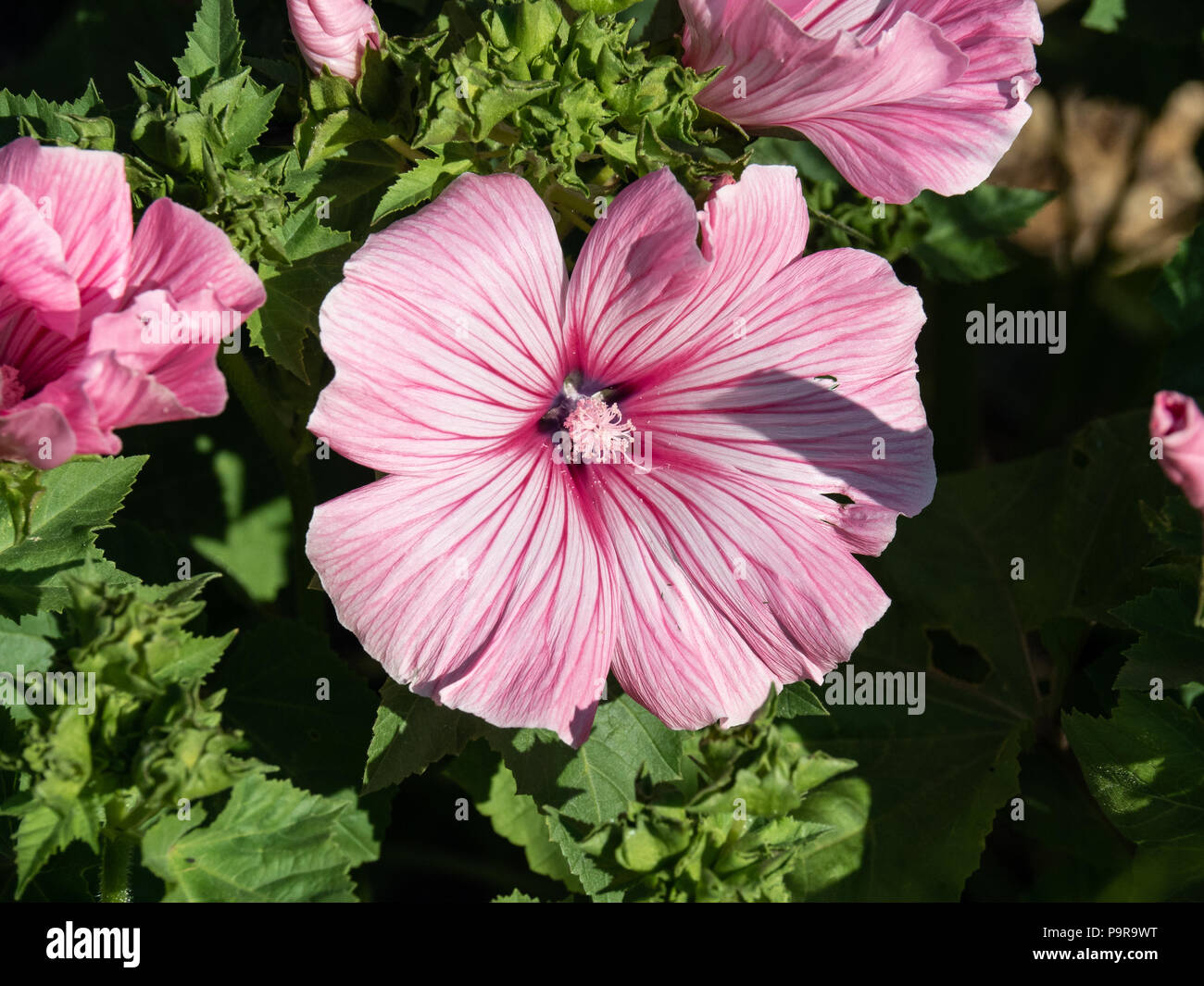 A close up of a single flower of Lavatera Silver Cup Stock Photo - Alamy