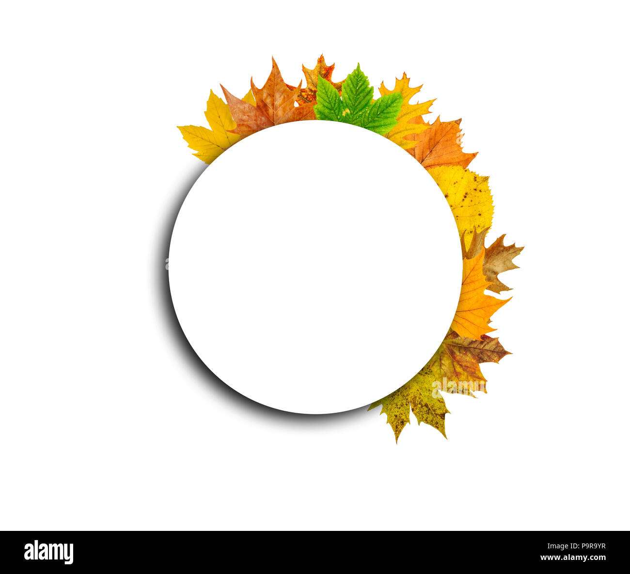 Autumn oak leaves vector Cut Out Stock Images & Pictures - Alamy