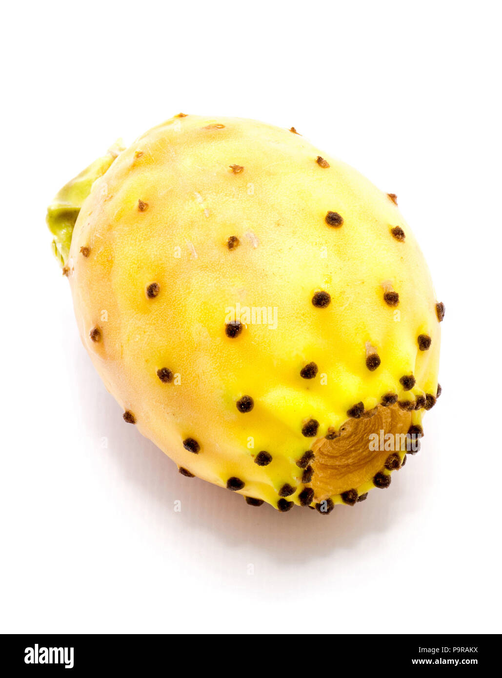 One whole yellow orange prickly pear (opuntia) isolated on white ...