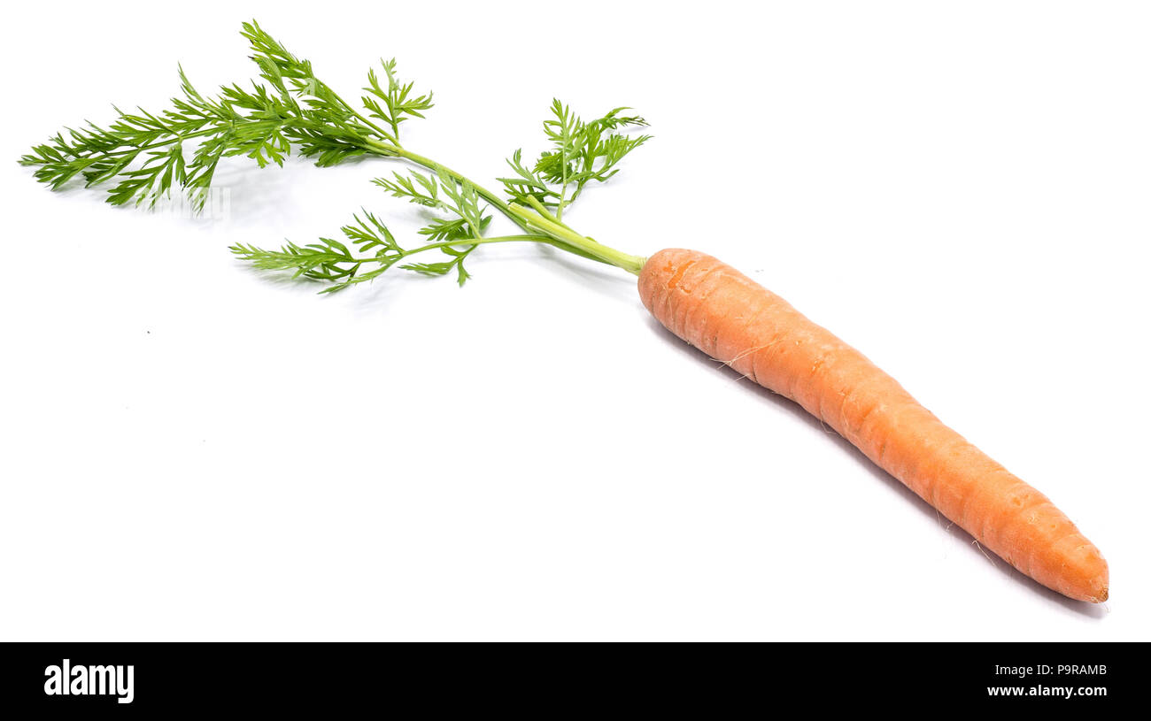 One fresh long orange carrot with green leaves isolated on white ...