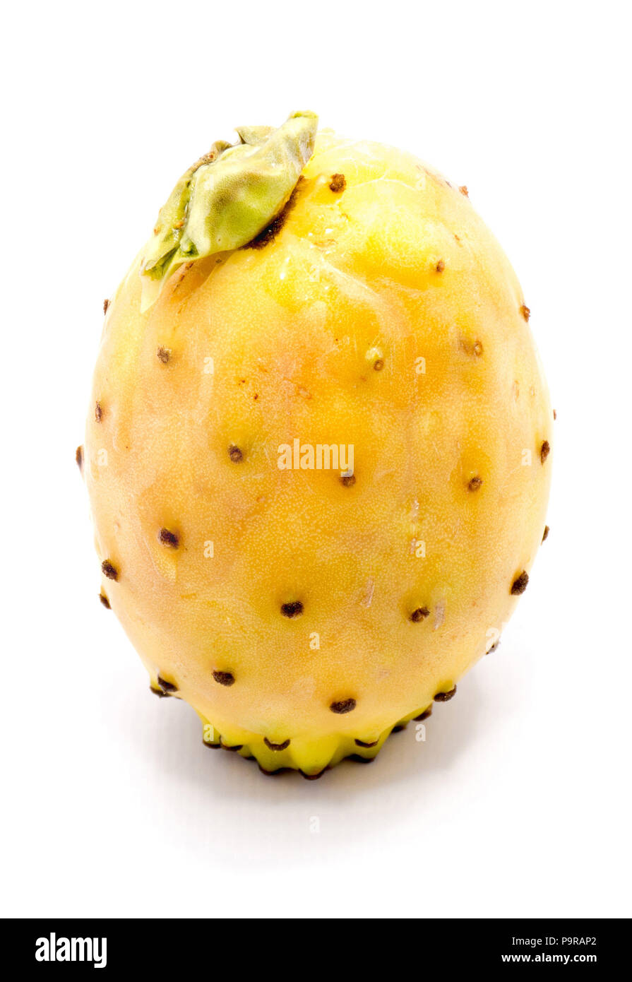 One whole yellow orange prickly pear (opuntia) isolated on white ...