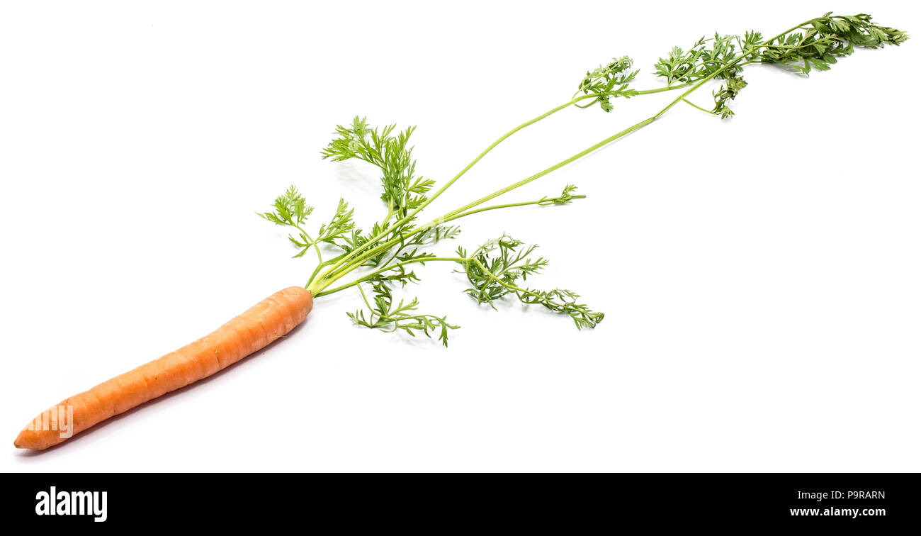 One fresh long orange carrot with green leaves isolated on white ...
