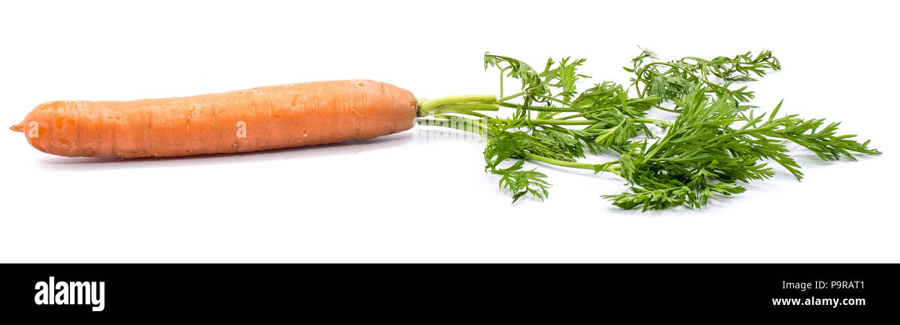 One fresh long orange carrot with green leaves isolated on white ...