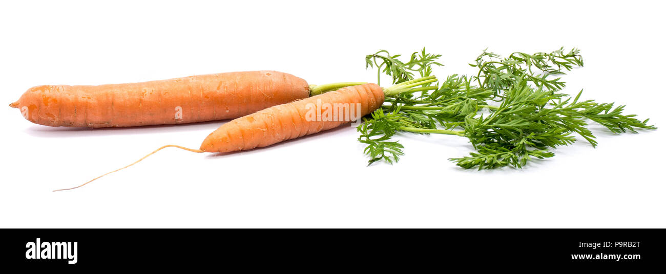 Two fresh long orange carrots with green leaves isolated on white ...