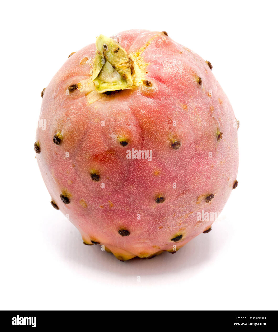 One whole pink prickly pear (opuntia) isolated on white background ...